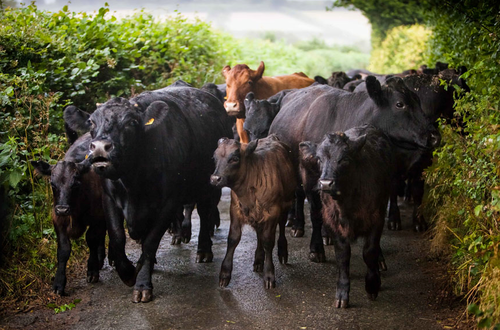About Us – Wild Beef West Country Farm Shop